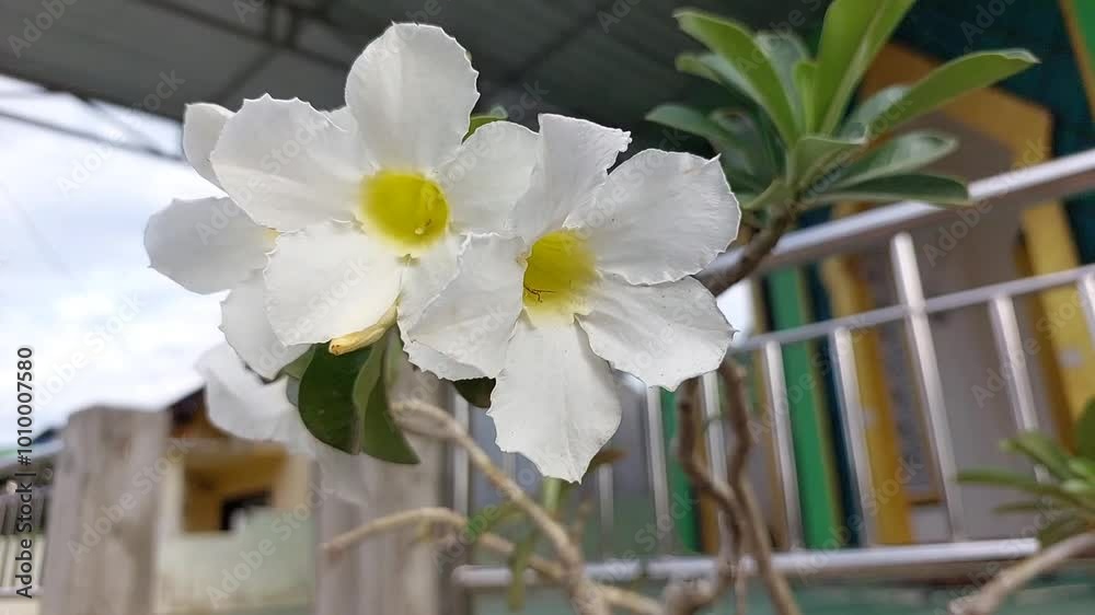 Discover the White Adenium Obesum, a flower of pure and serene beauty ...