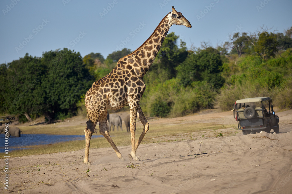 Giraffes are the tallest land animals on Earth, known for their long ...