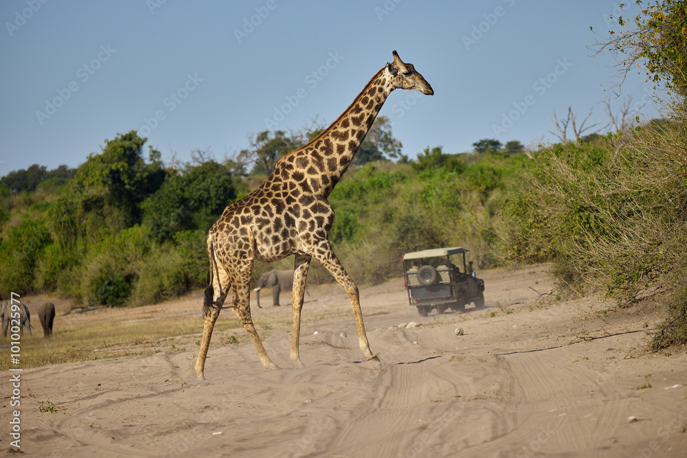 Giraffes are the tallest land animals on Earth, known for their long ...