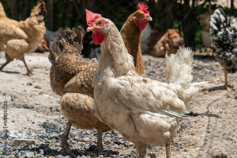 A group of free-range chickens is captured in a natural farm ...