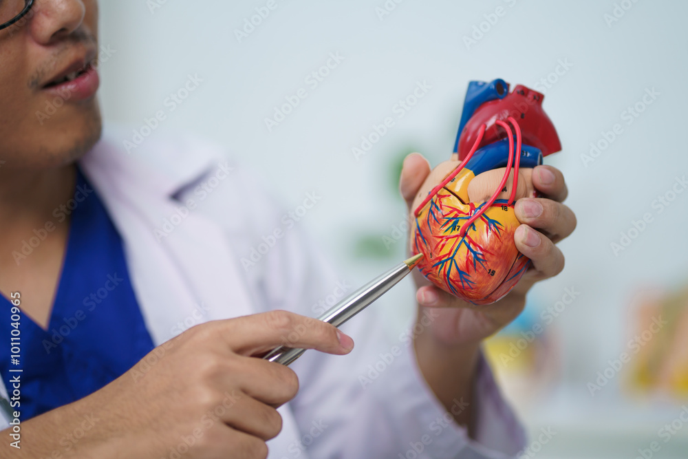 Cardiologist showing the inside of the heart, its components and ...