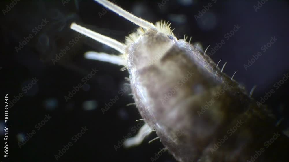 A silverfish insect magnified under a microscope, showing its silver ...