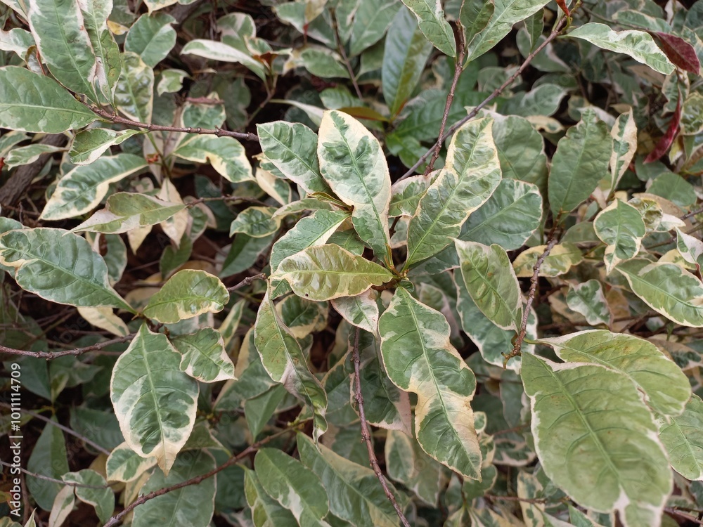 Chinese croton or excoecaria cochinchinensis are usually used as ...