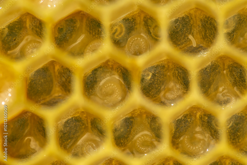 The honeycombs contain the larvae of developing honey bees. To further ...