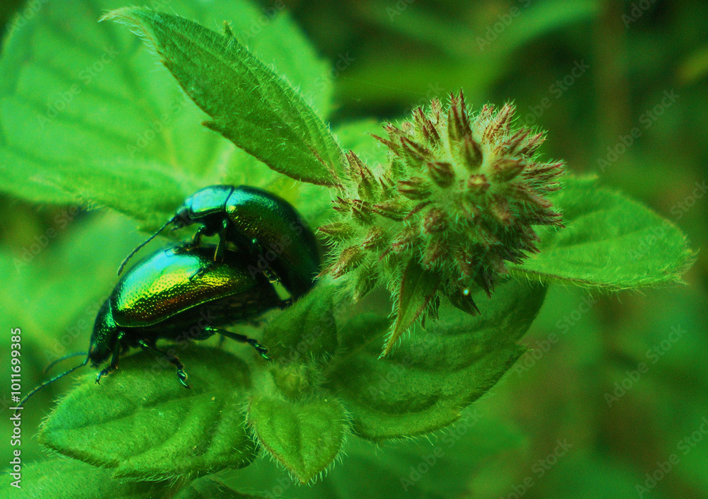 Chrysolina herbacea, also known as the mint leaf beetle, or green mint ...