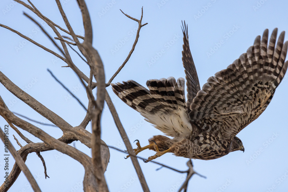 Desert hawk kestrel flying bird of prey in the Sonoran Desert Tucson ...