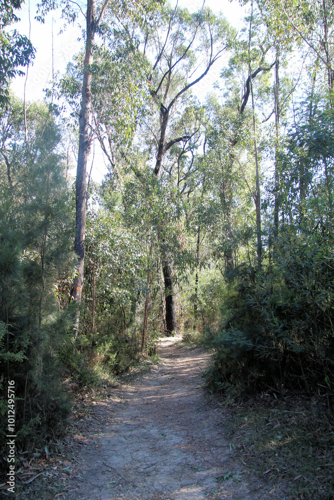 Dirt walking and hiking track in the Australian bush. Taken in the ...