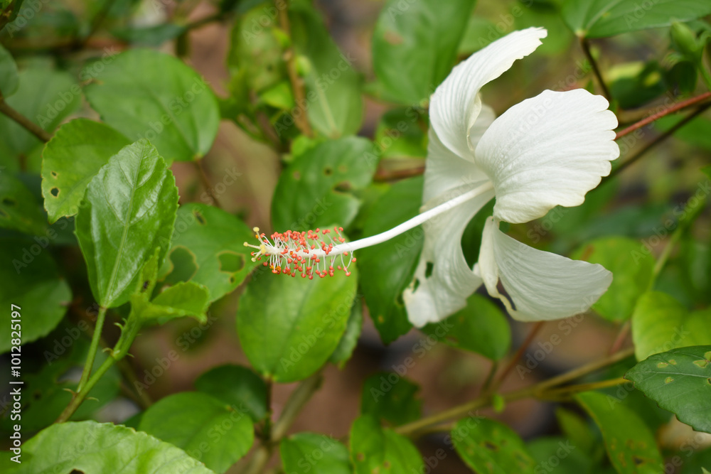 Beautiful flower of Shoeblack on plant, flower, white Shoeblackplant ...