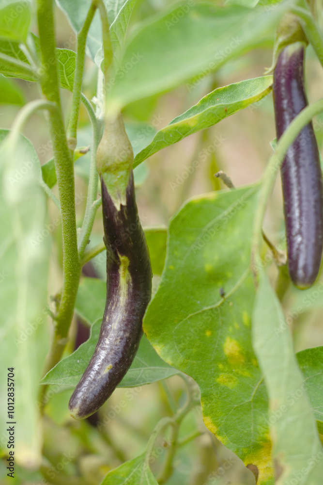 Fresh long purple brinjal (eggplant) hanging on the plant, brinjal in ...