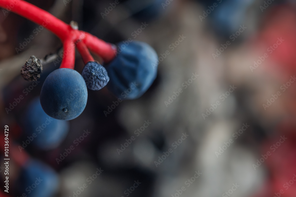 Virginia Creeper (Parthenocissus Quinquefolia) plant and his fruits in ...