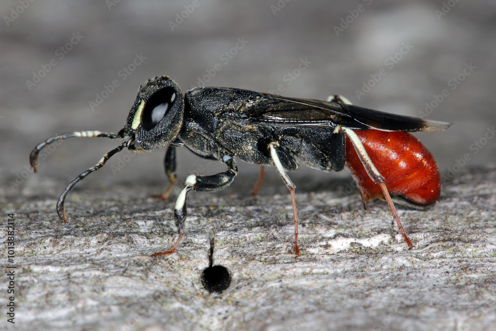 Parasitic Wood Wasp, Orussus abietinus, sawflie resting on wood in ...