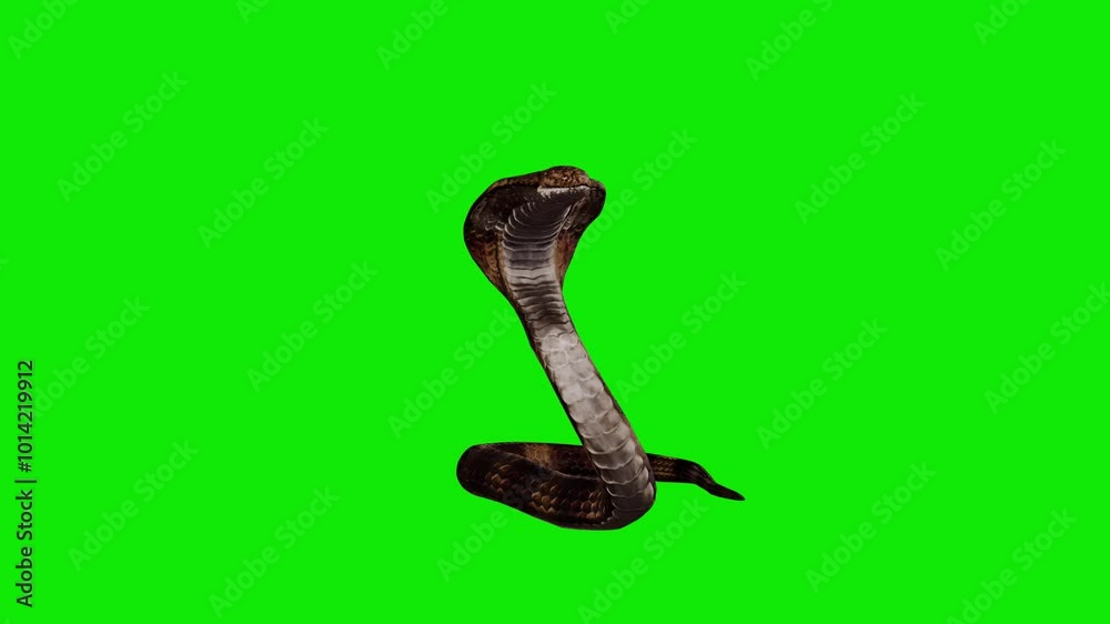 King Cobra - Asian Snake - Dark Skin with Light Stripes - Rest Lying ...
