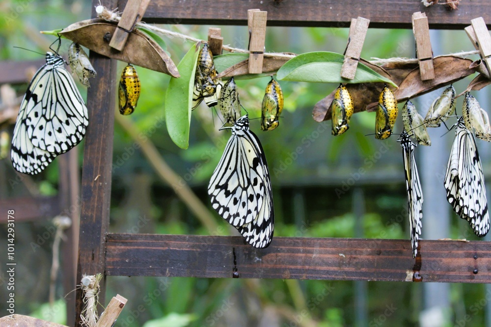Paper kite butterflies (Idea leuconoe) transformed in adult shape from ...
