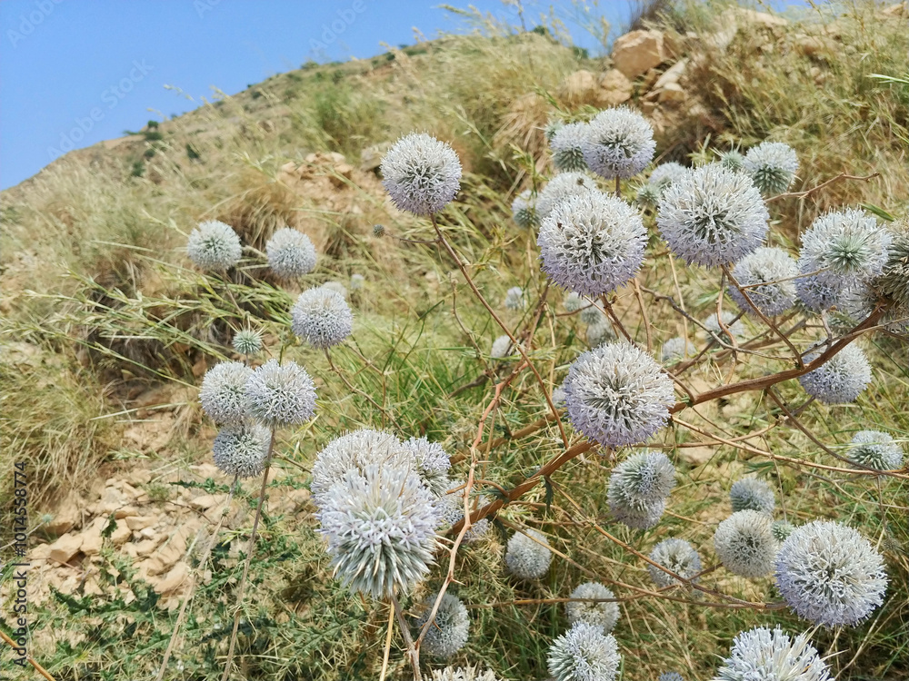 Echinops echinatus called Indian globe thistle, Usnakantaka, Camel's ...