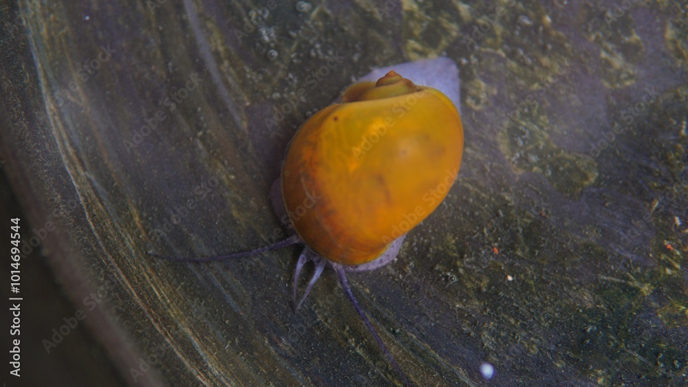 a freshwater snail called Pomacea bridgesii or ( the spike-topped apple ...