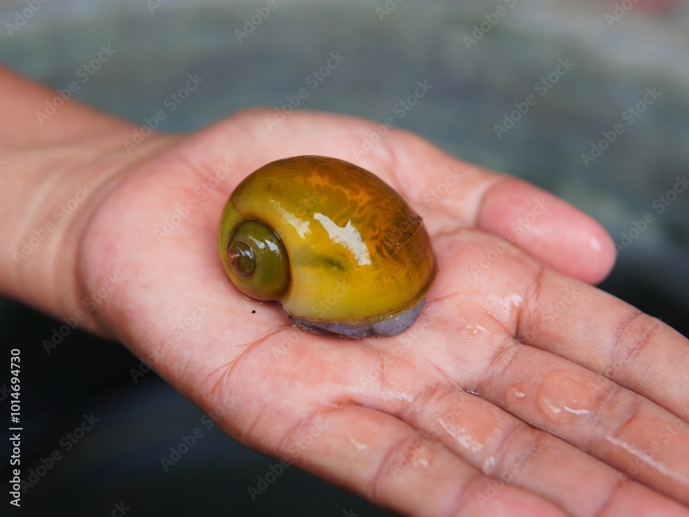 someone's hand holding a freshwater snail called Pomacea bridgesii or ...