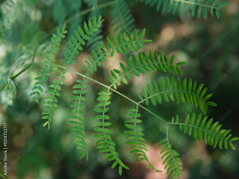 leaves of the wild tamarind plant. leucaena leucocephala (white lead ...