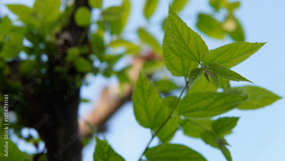 green leaves of the muntingia calabura or ( Buah Cheri, Malayan Cherry ...