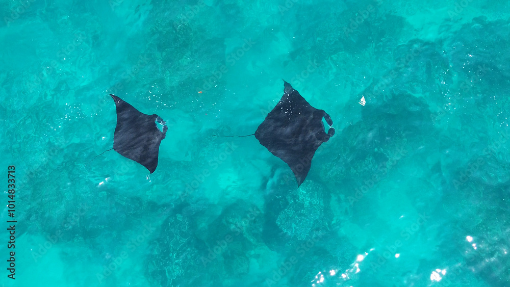 Huge Manta Rays in the Sea. Drone View of Giant Manta Rays at Manta ...
