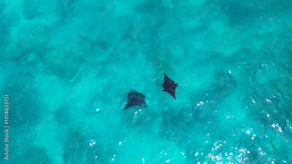 Huge Manta Rays in the Sea. Drone View of Giant Manta Rays at Manta ...
