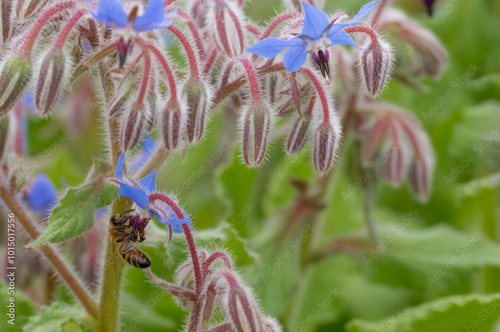 Bumblebees and honey bees pollination borage flowers, starflower Stock ...