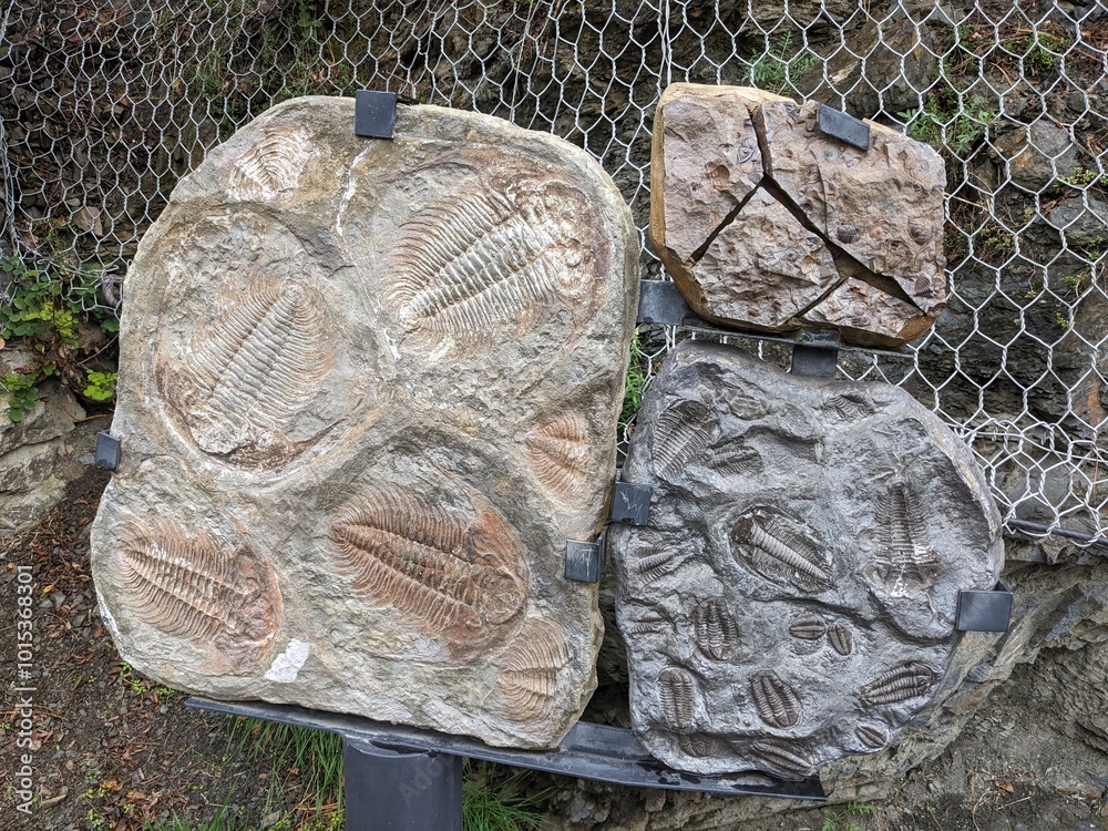 Poster A well-preserved trilobite fossil, representing an ancient ...