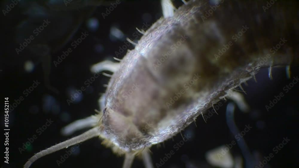 A silverfish insect captured under a microscope in slow motion, showing ...