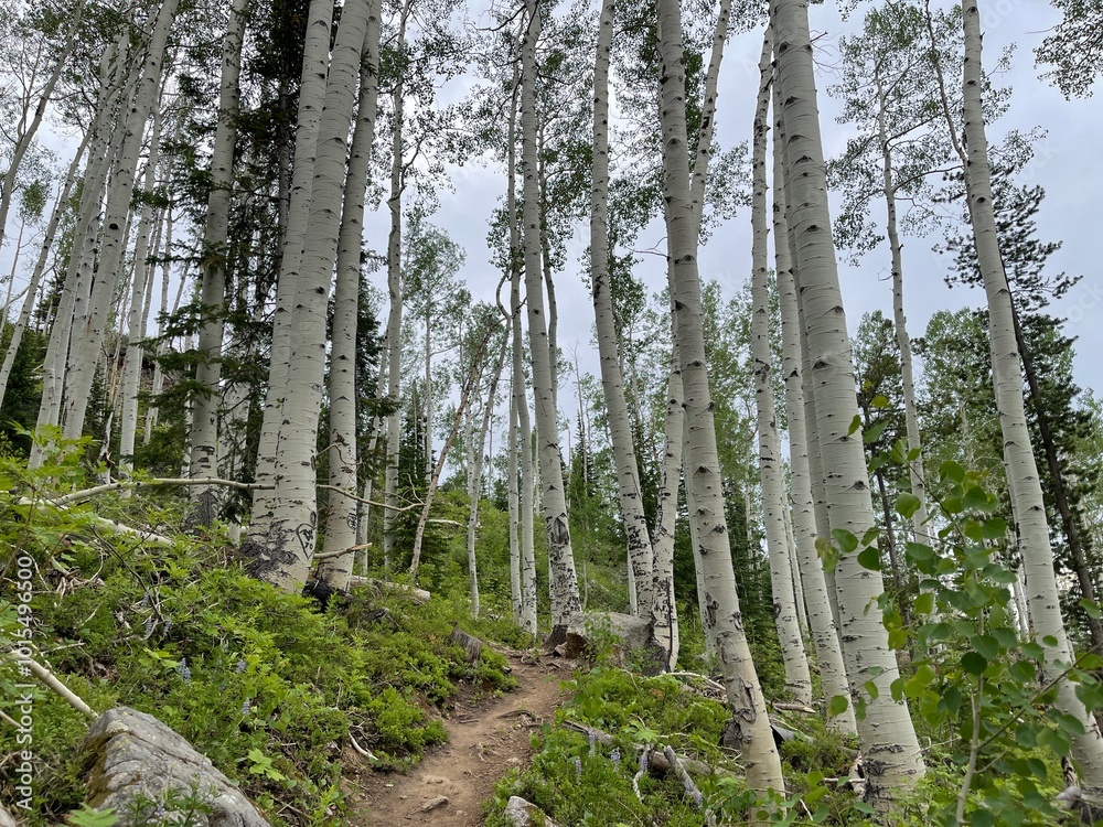 Steamboat Springs. Thunderhead trail. The World's famous Colorado ski ...