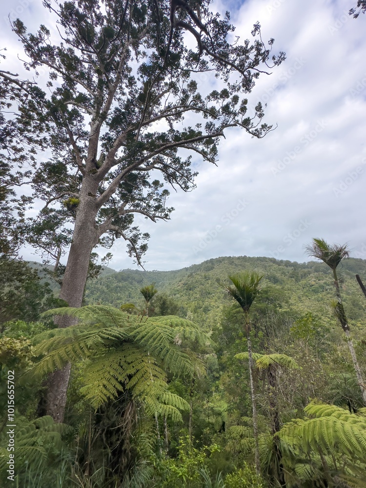 Punga trees and Kauri trees on the Cascade Kauri walk, Waitakeres ...