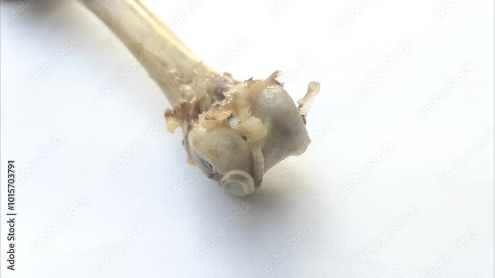 Maggots, or Lucilia sericata, on a rotting chicken bone on a white ...