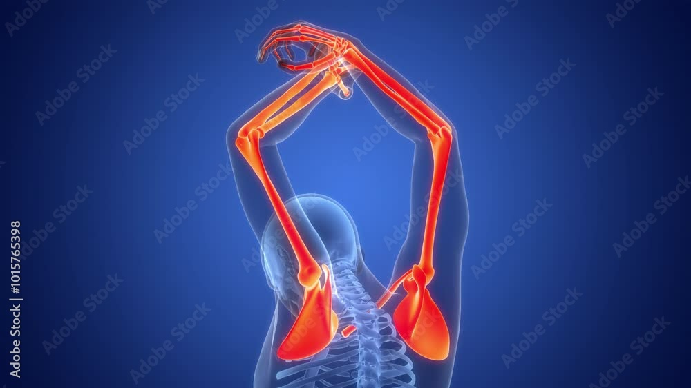Human Skeleton System Upper Limb Bone Joints Anatomy Animation Concept ...