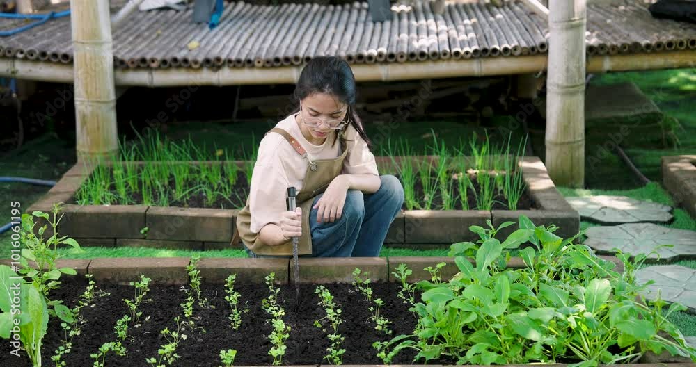 Asian woman focused on planting in raised garden bed with vegetables ...