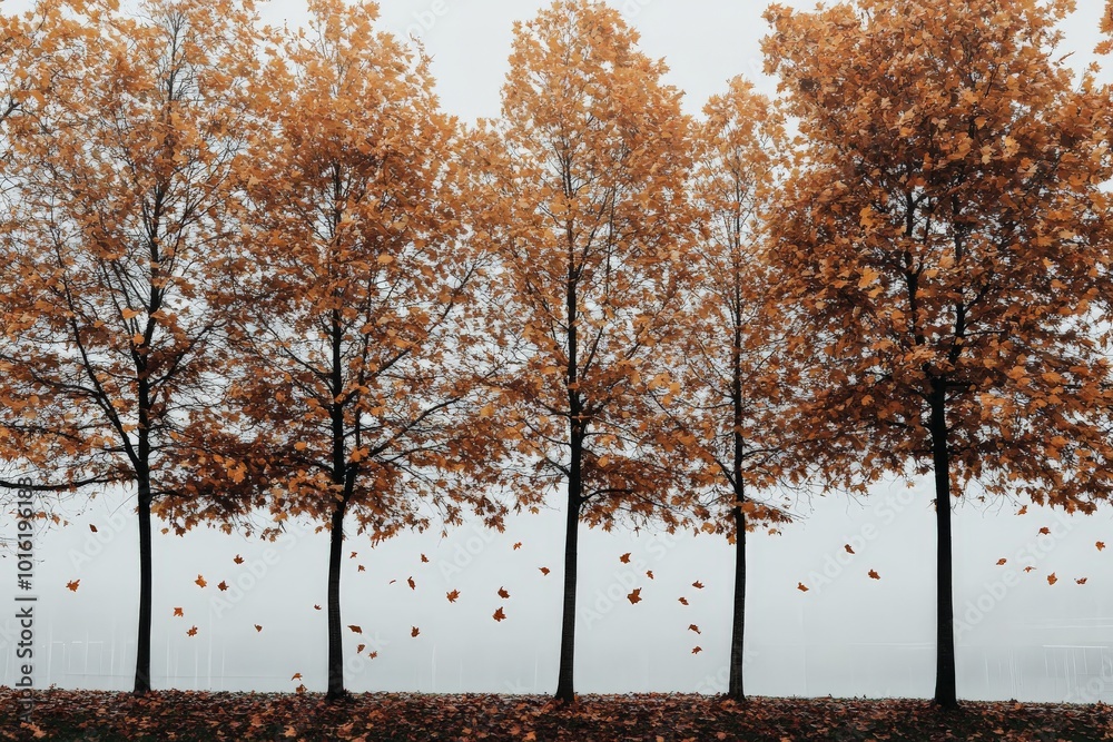 An autumn spectacle as trees sway in the wind, releasing their golden ...