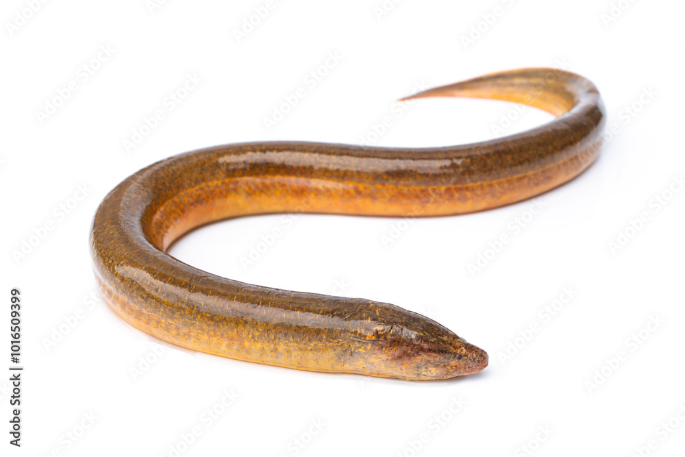 Foto de Freshwater fish have a long, slender body shape similar to a ...