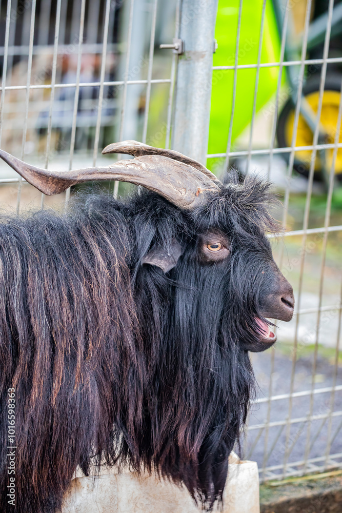 Pygmy goat is a small, hardy breed of domestic goat known for its ...