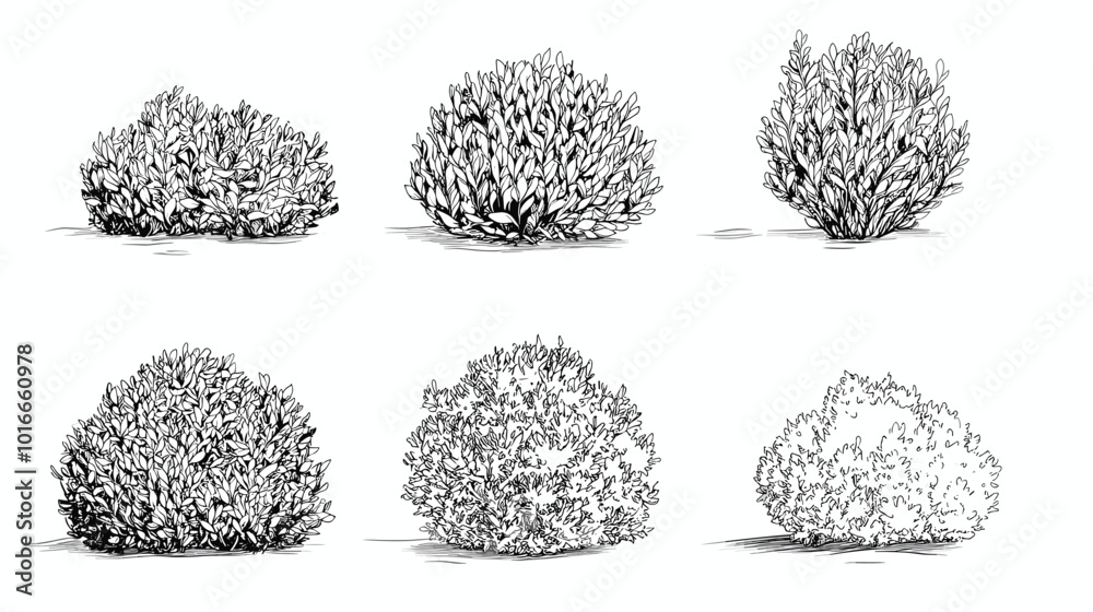 Set of vector bush illustrations on a white background. Architectural ...