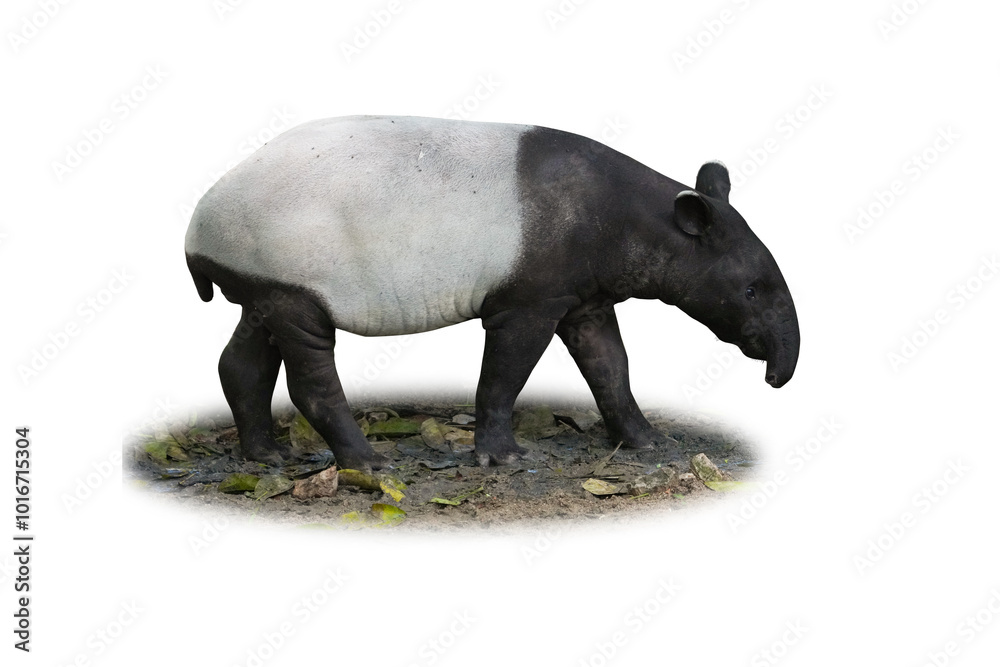Tapir there are black and white patterns iisolated on white background ...