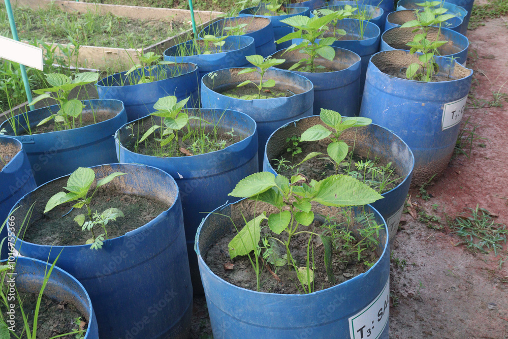 Perilla frutescens plant on farm for harvest Stock Photo | Adobe Stock