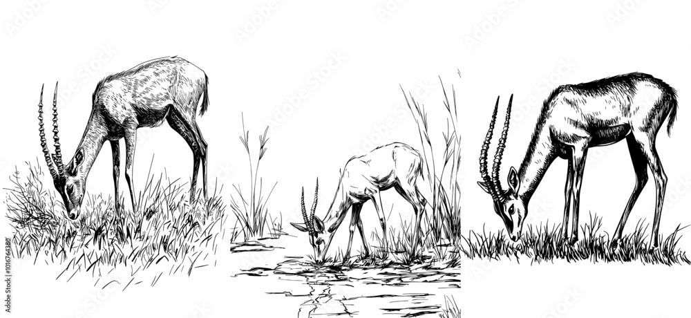 An illustration of a springbok antelope. Hand drawn modern sketch on ...