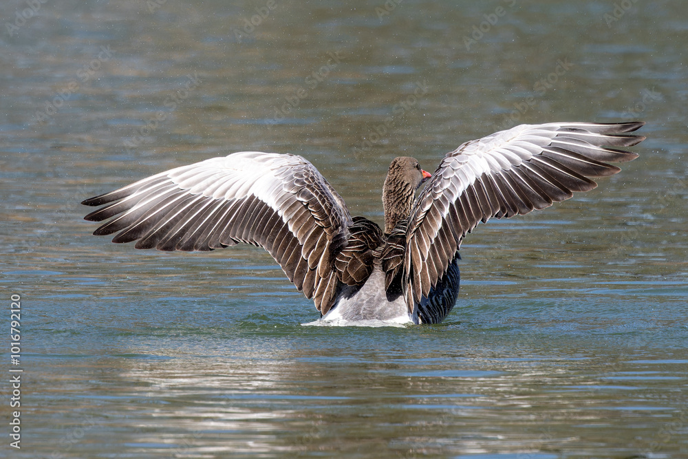 The greylag goose spreading its wings on water. Anser anser is a ...