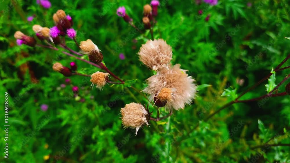 Botanically, Cirsium palustre is a biennial plant. In its first year ...