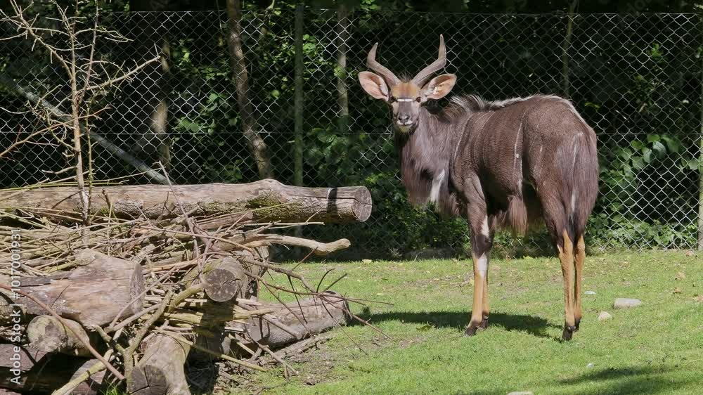 The nyala, Tragelaphus angasii is a spiral-horned antelope native to ...