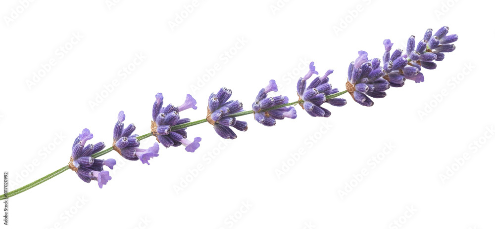 lavender sprig with multiple purple flowers is isolated on white ...