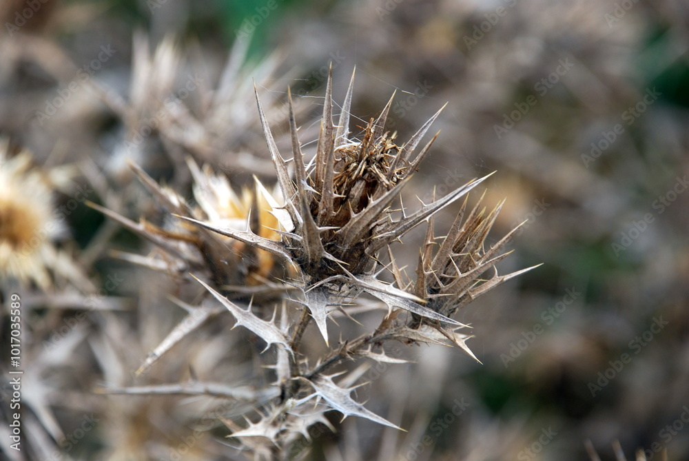 Dried milk thistle flowers. Milk thistle is a medicinal herbaceous ...