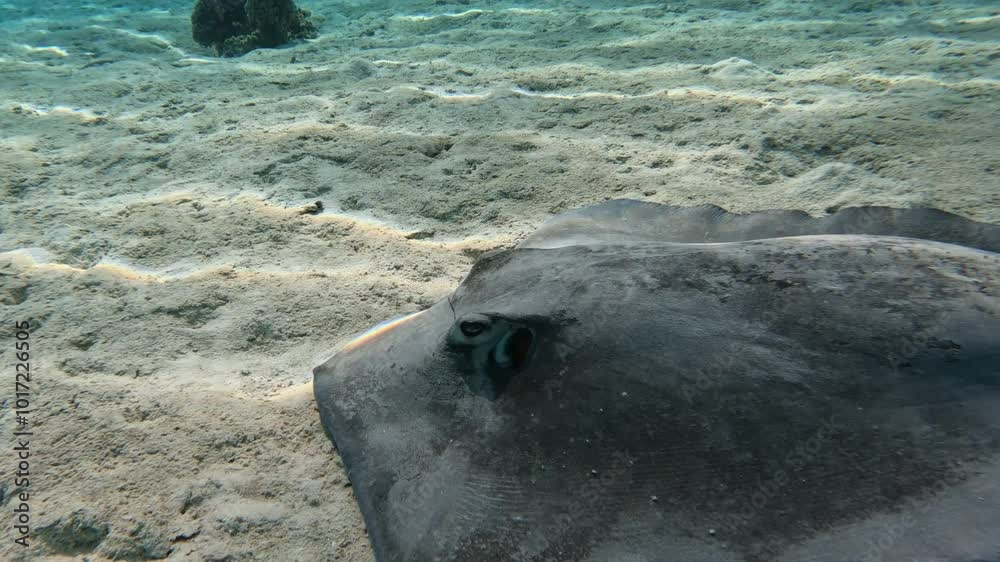 A stingray is shown in two shots actively sifting through the sandy ...