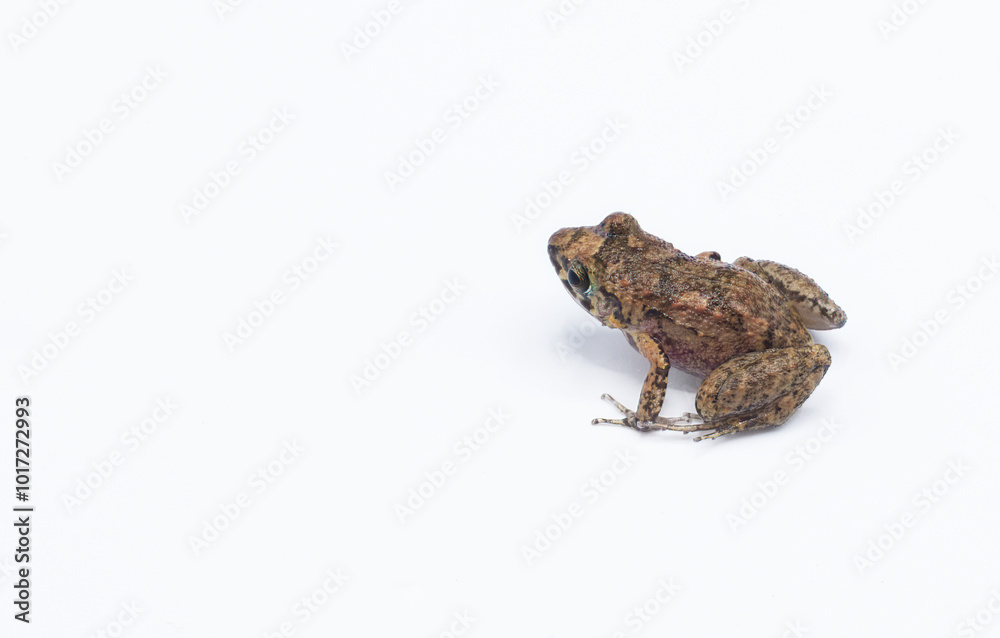 greenhouse frog - Eleutherodactylus planirostris - is a species of frog ...