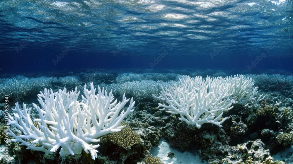 An underwater scene showcasing a coral reef damaged by bleaching ...