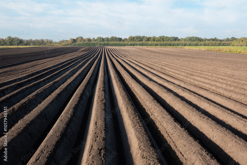 Land prepared for agricultural cultivation of Peonies, pattern of long ...
