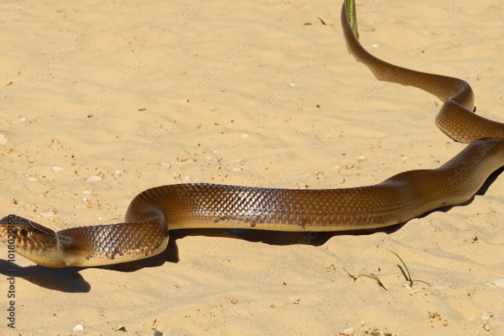 Cobra snakes through the sand on a beach. nature animal reptile concept ...