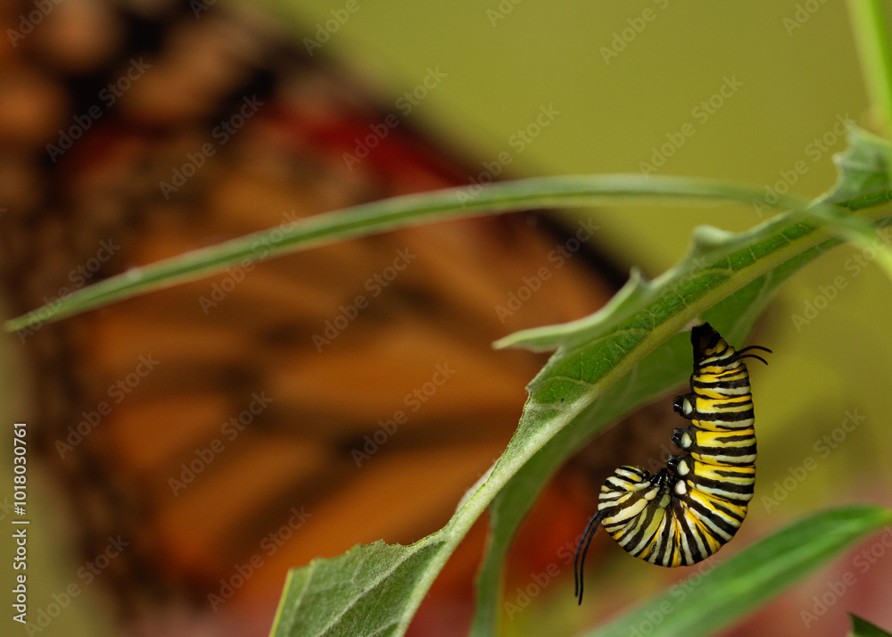 Pre Pupa Monarch caterpillar hanging in a J shape preparing to pupate ...